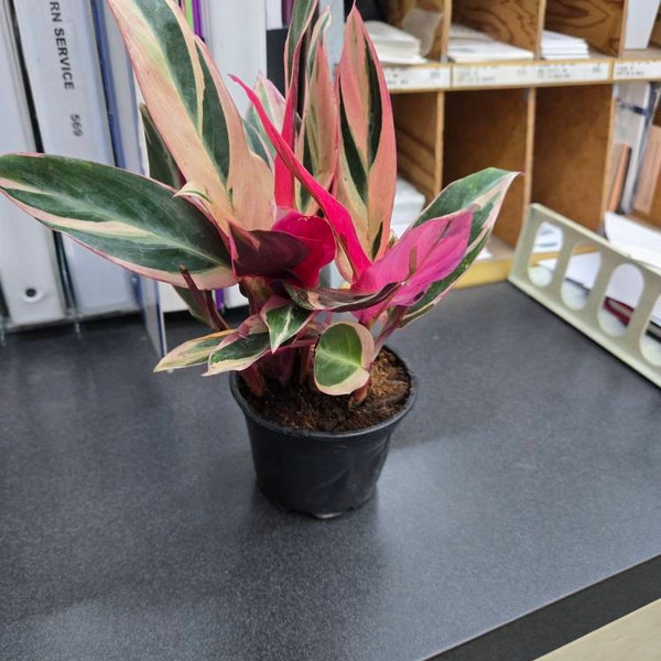 Calathea Pilosa Super Lush Calathea Pilosa Starter Plant Rooted ...