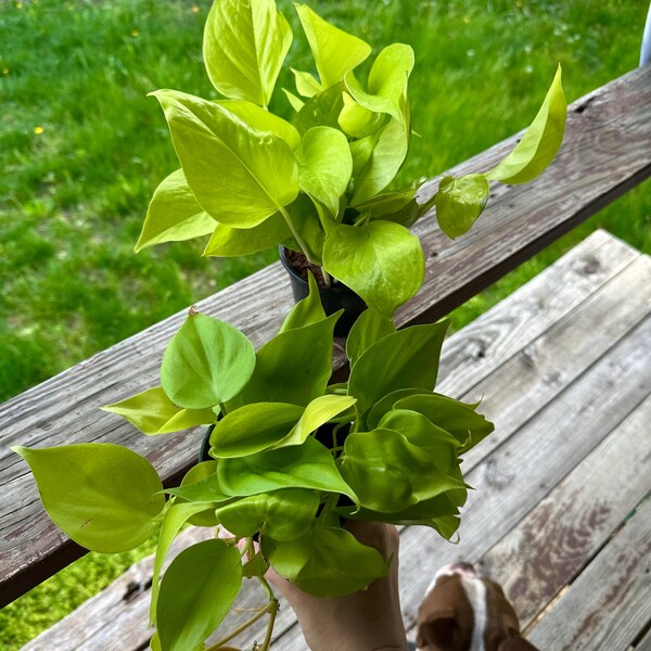 Variegated Snow Queen Pothos in 4" Pot - Epipremnum Aureum 'snow Queen ...