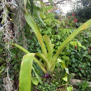 Neoregelia Sheba Bromeliad Offset for Shade or SUN | Etsy