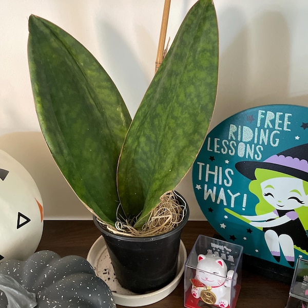 FOSTER 4-pack LIVE 4 Inch Kalanchoe, Blooming Houseplant, Gardening ...