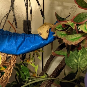 Gecko/lizard Hammock the Original Banana Style Gecko Hammock | Etsy