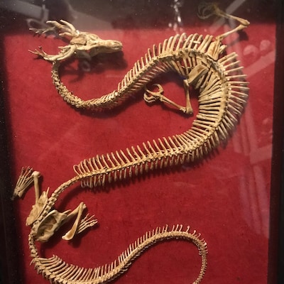 Eastern Dragon Skeleton, Curiosity Cabinet - Etsy