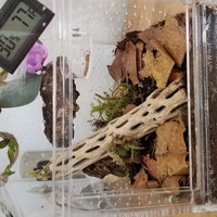 Betta/jumping Spider Tube Hide Aquarium Decor/enclosure Decor - Etsy Canada