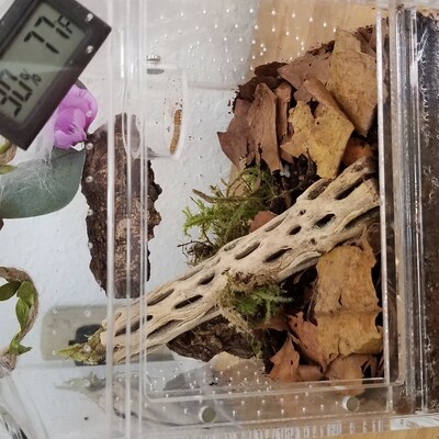 Betta/jumping Spider Tube Hide Aquarium Decor/enclosure Decor - Etsy Canada