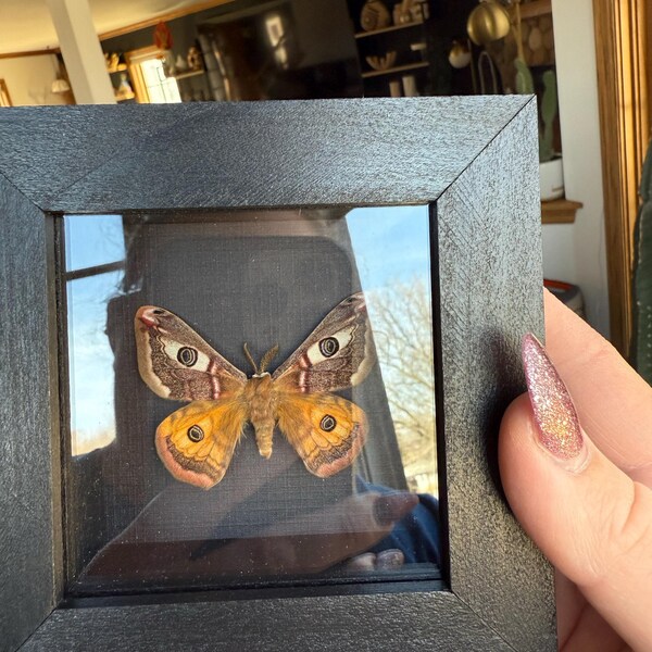 Large Red Jewel Scarab Beetle Framed Taxidermy - Chrysina Adelaida - Etsy