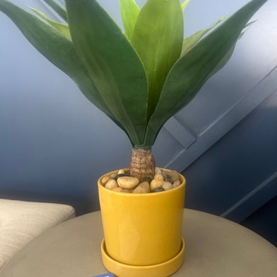 Boho Vintage Cat Tail Woven Plant Stand - Etsy