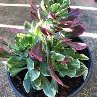 Mammillaria Spinosissima Un Pico Clumping Rare Cactus Live - Etsy