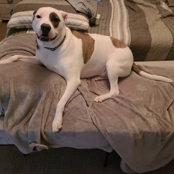 12" Dog Bed Mattress Extender Kit - Dog Bed Extension of Human Mattress ...