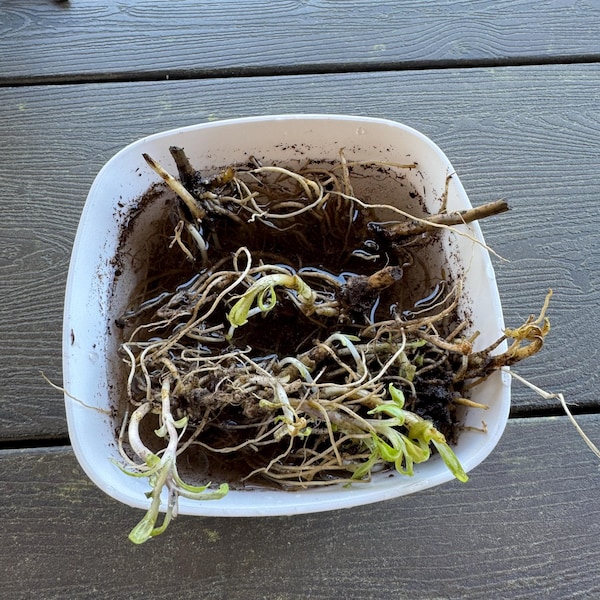 2 Alcea Queeny Purple Hollyhock Live Perennial Plant. Grows to 4 Feet ...