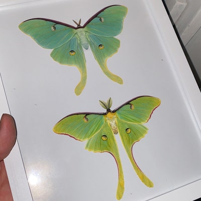 Life-like Paper Butterfly Cutouts Luna Moth Pair - Etsy