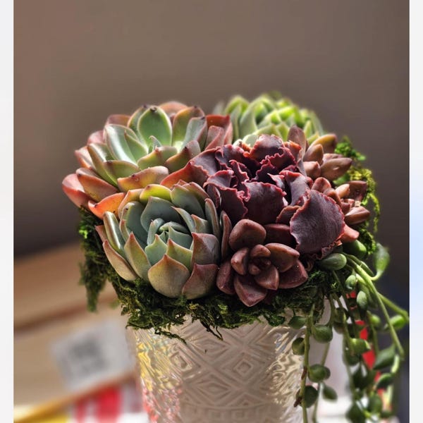 Colorful Living Succulents in a Falling Leaf Pot, Autumn Decor, Fall ...