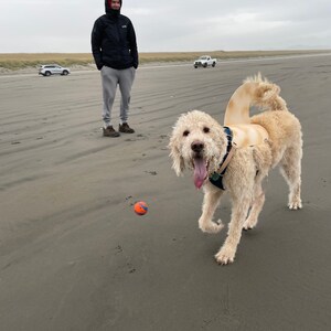 ORCA Fin for Your Large Dog. Killer Whale Fin for Your Large Dog - Etsy