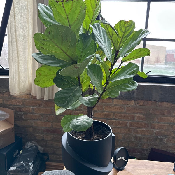 Ficus Lyrata Tree Form Single Stem, Fiddle Leaf Fig Tree - Etsy