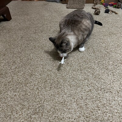 Kitty Lizard Articulated Cat Toy - Etsy