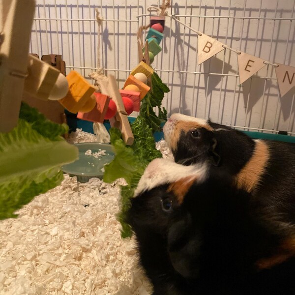 Rabbit Ramp With SIDES Option 14lb 5.5-11.25 Inches Wide 10-70 Long Rex ...