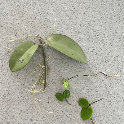 Hoya Spectatissima UNROOTED Cutting - Etsy