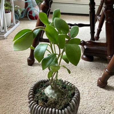 Dragon Fruit, Hylocereus 'edgar's Baby' Rooted Plant Shipped in 3 Pot ...