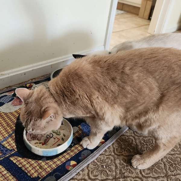 Custom Cute and Cheerful Pet Plate, 2 to 3 Designs, Handmade Pottery ...