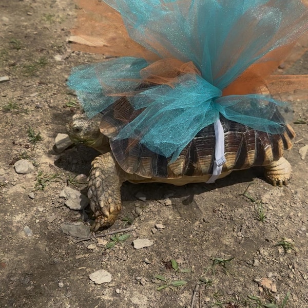 Tortoise Diaper - Etsy