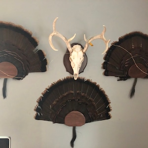 4 Fan Turkey Fan Display With 20 Beard Shelf | Etsy