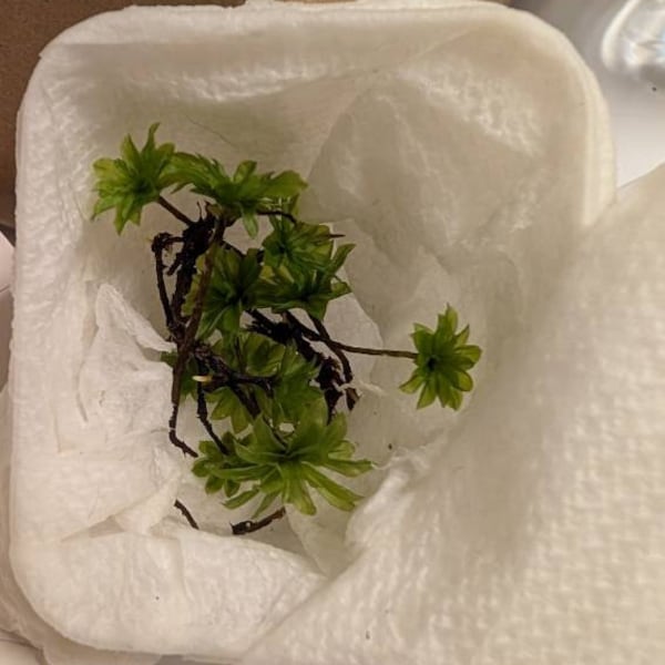 Cultivated Rose Moss// Rhodobryum Ontariense, 5, 10, 20 or 30 Plants ...