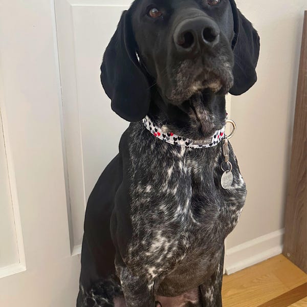 Nautical Dog Collar, Anchors Dog Collar, Sailing Dog Collar, Ocean Dog ...