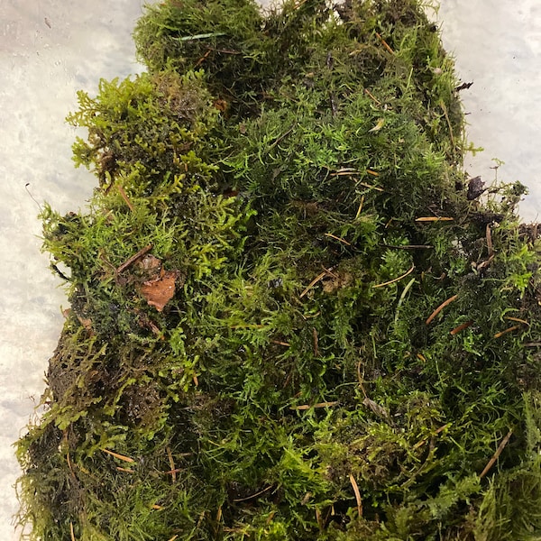 Live Sheet Moss - for Terrariums, Vivariums, Moss Gardens - Etsy