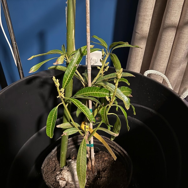 Copper Leaf Plant acalypha Wilkesiana Live Plant Same Day Shipping ...