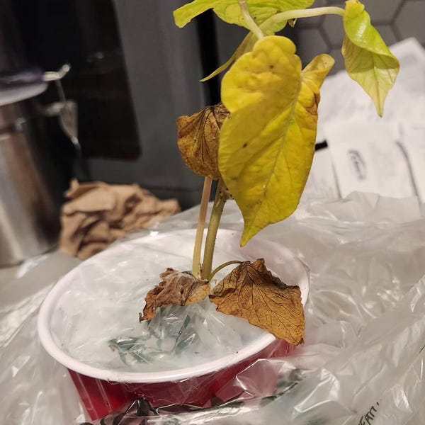 Edible Malanga Coco Yam Yautia Big Taro Root for Planting or Eating ...