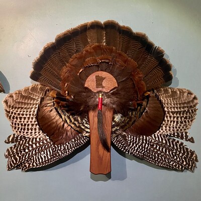 Turkey Tail/wing Mount. - Etsy