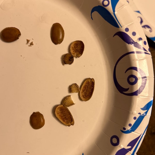 Varied Lot of 5/10/20/50 Red Ti Plant Cordyline Terminclis Cuttings ...