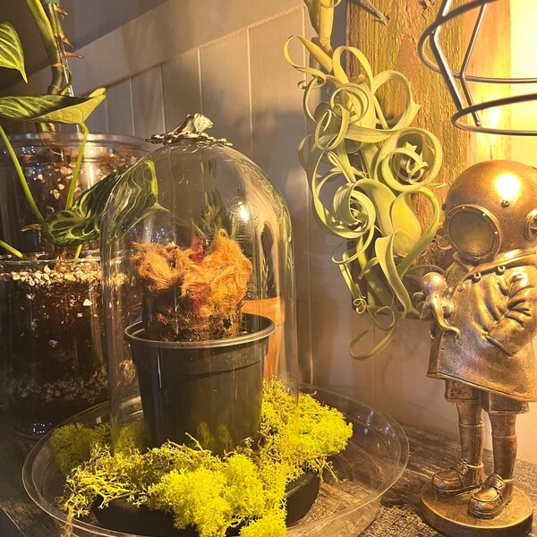 4 African Violet cabbage Patch - Etsy