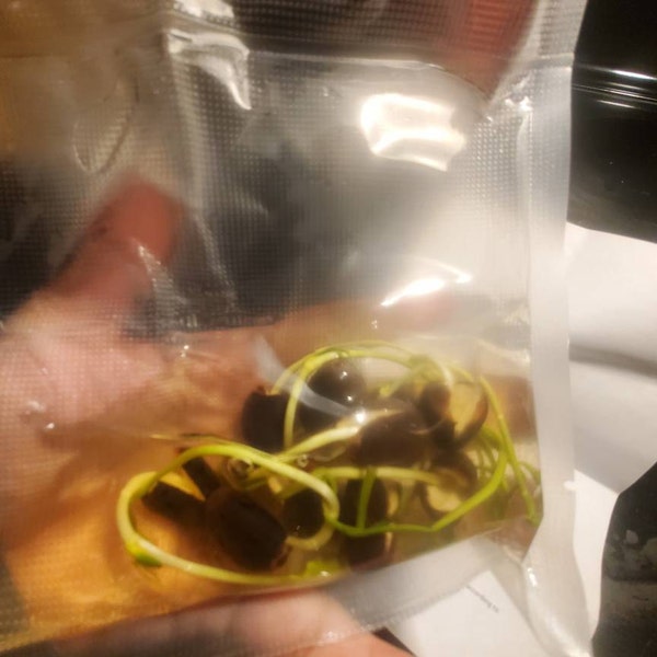 50pcs Pink Pooh Sunflower Seeds Unique Pink Blooms Non-gmo, Heirloom ...