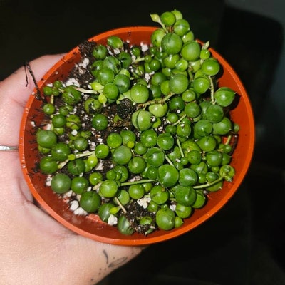 4 Pack 2 Assorted Varieties Succulents Potted - Etsy