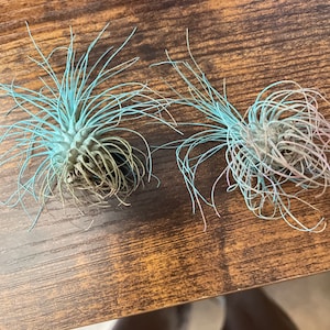 Pearl Turbo Setosus Shell 1 3/4 2 1/4 Opening 1 - Etsy