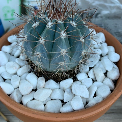 Melocactus Azureus,blue Cactus,live Cactus Plant,house Plant,succulent ...