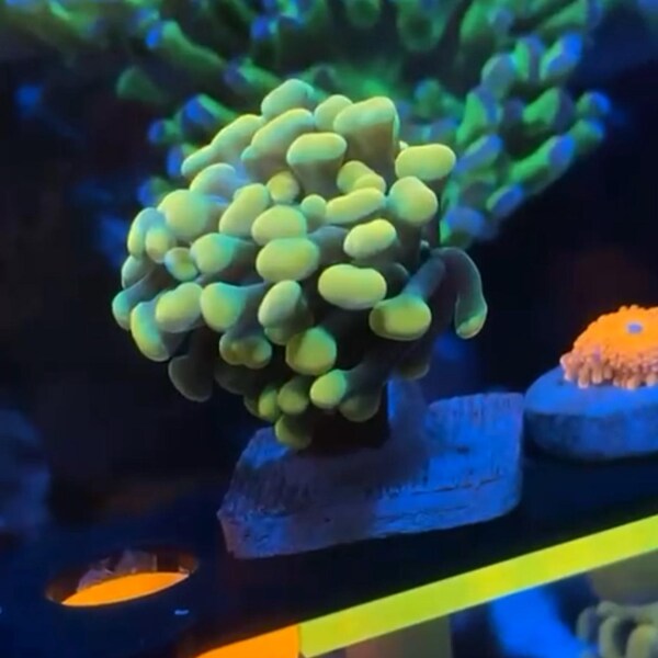 Jedi Mind Trick Zoanthids Coral Frag WYSIWYG Saltwater Aquarium Corals ...