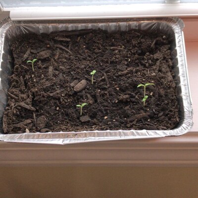 Tiny Tim Miniature Heirloom Tomato, 15 Seeds, Teeny Fruit, Patio Plant ...