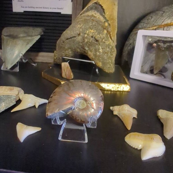 Ammonite Fossil - Fire Ammonite - Real Fossil Shell - 1 Ammonite Fossil ...