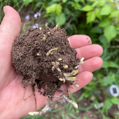 5 Wild Orange Day Lilly Plants Root System Only Twany Ditch - Etsy