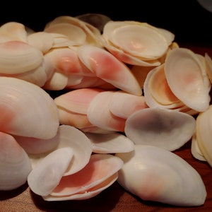 Pink Rose Cup Tellins Tellons Seashells-pink Seashells-beach Wedding ...