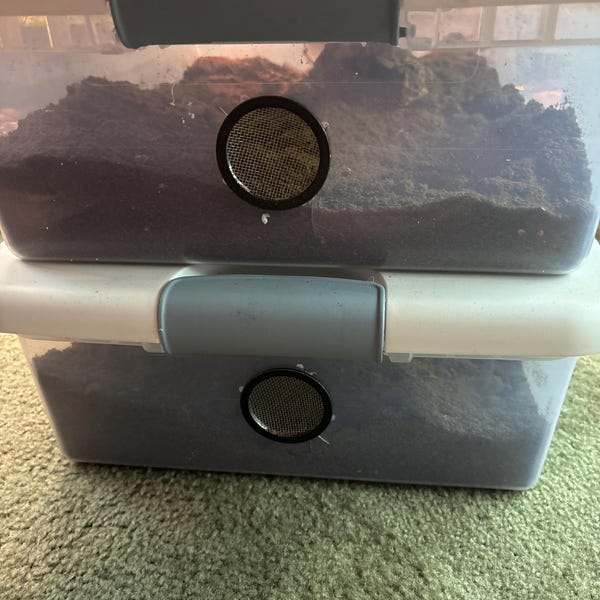 Vented Enclosure 16 Quart Reptile Isopod Terrarium Vivarium Container ...