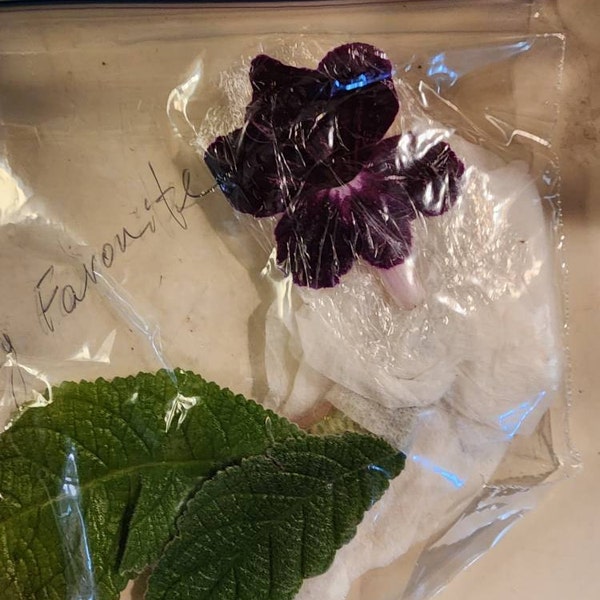 Streptocarpus or Cape Primrose “riushele” Plant With Bud - Etsy