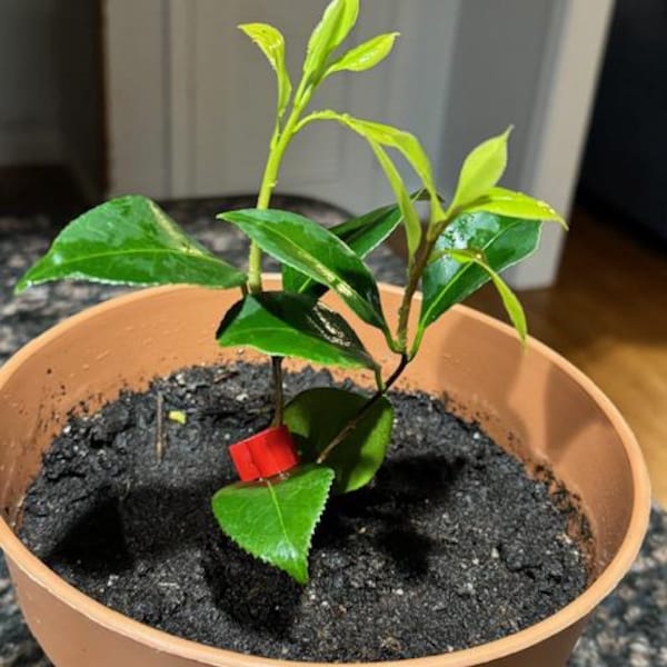 Fragrant Princess Dwarf Tea Olive ( 'kaori Hime' Osmanthus ) - Live ...