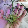 Tillandsia Bulbosa Alien Air Plant - Etsy