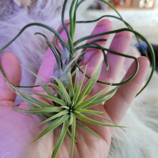 Tillandsia Bulbosa | Alien Air Plant - Etsy