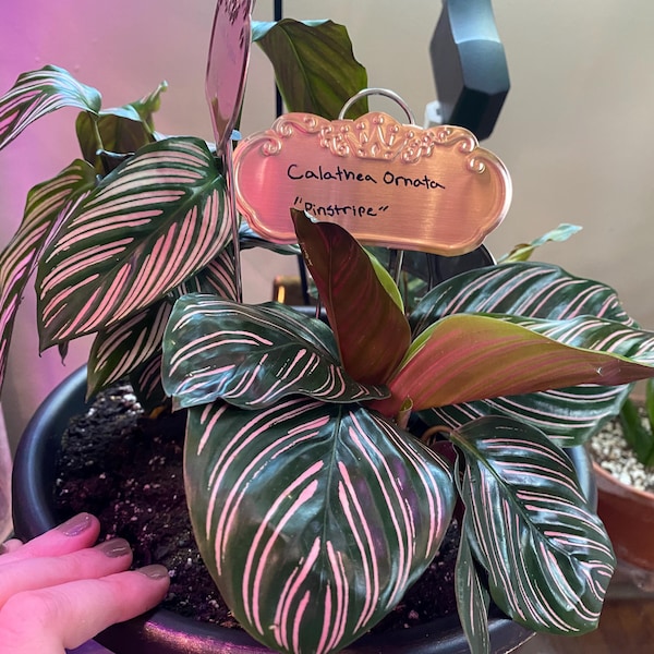 Calathea Ornata Lush | Calathea Ornata Starter Plant | Rooted Calathea ...