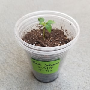 Black Jalapeno Pepper Premium Seed Packet Record Hottest in the World ...