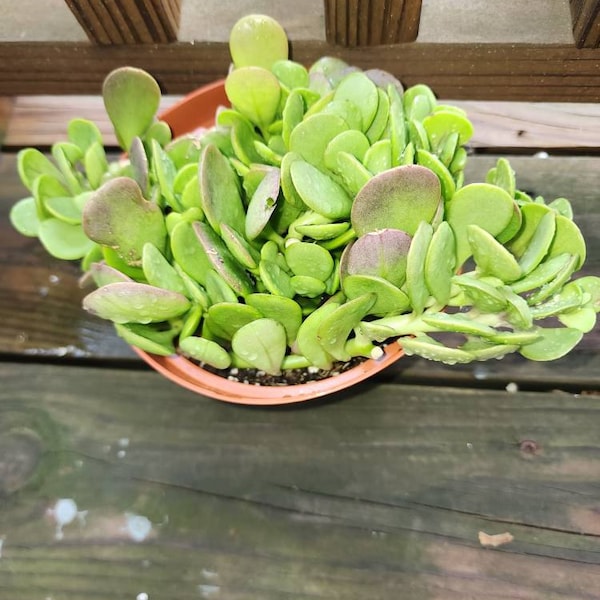 Weeping Jade, Trailing Jade, Variegated Succulent, Home Decor Plant ...