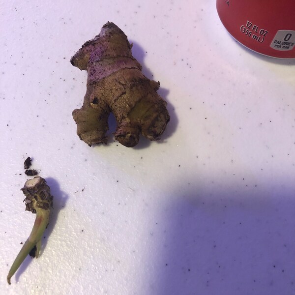 Wolf Bean, Lupine, Lupini Bean Packet; Flower & Vegetable - Etsy